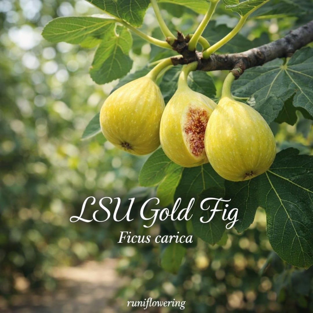 LSU Gold Fig Tree Live Plant, Sweet Golden Fruit Heavy Bearing Hardy ...