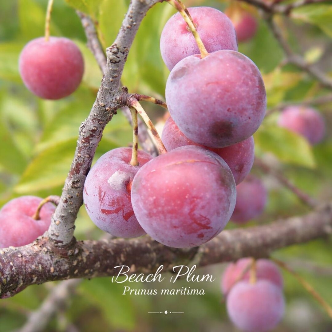 5 Beach Plum Seeds, Prunus Maritima Shrub, Native Coastal Fruit Plant ...