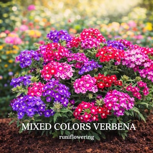 100 Mixed Color Verbena Seeds Verbena Hortensis Flower, Long Blooming ...