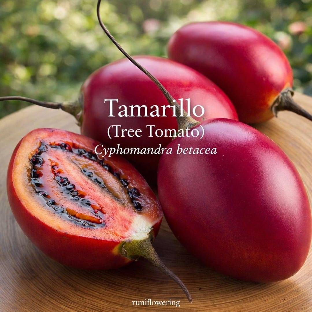 10 Tamarillo Tree Tomato Seeds, Exotic Tropical Fruit With Sweet Tangy ...