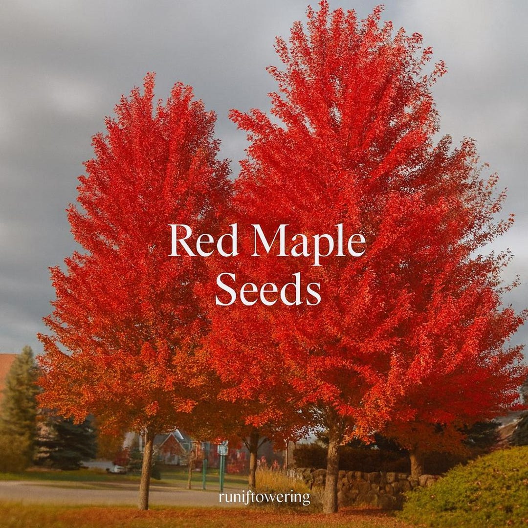 30 Red Maple Tree Seeds, Brilliant Foliage, Fast Growing - Etsy