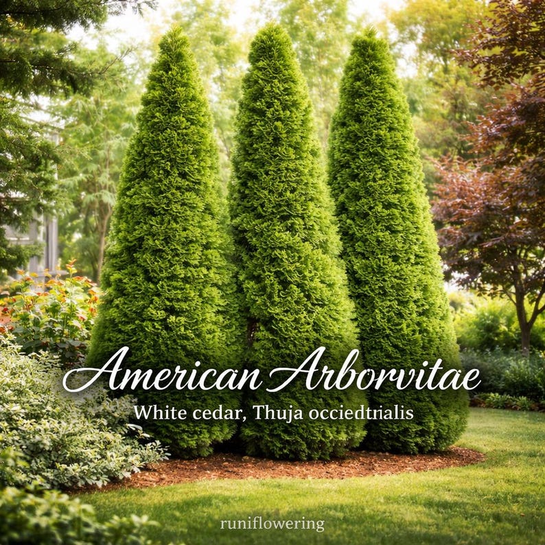 50 American Arborvitae Seeds, White Cedar Thuja Occidentalis, Hardy ...