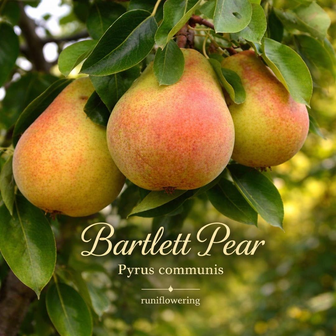 30 Bartlett Pear Tree Seeds, Sweet Fruit Producing Seeds, Hardy Green ...