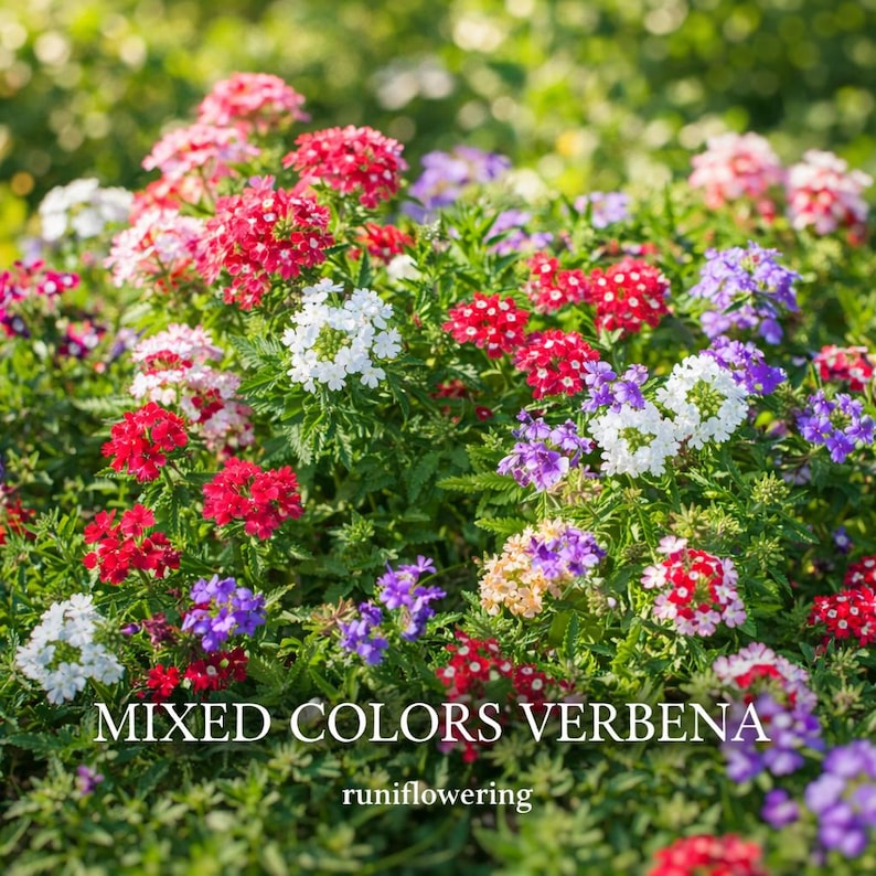 100 Mixed Color Verbena Seeds Verbena Hortensis Flower, Long Blooming ...