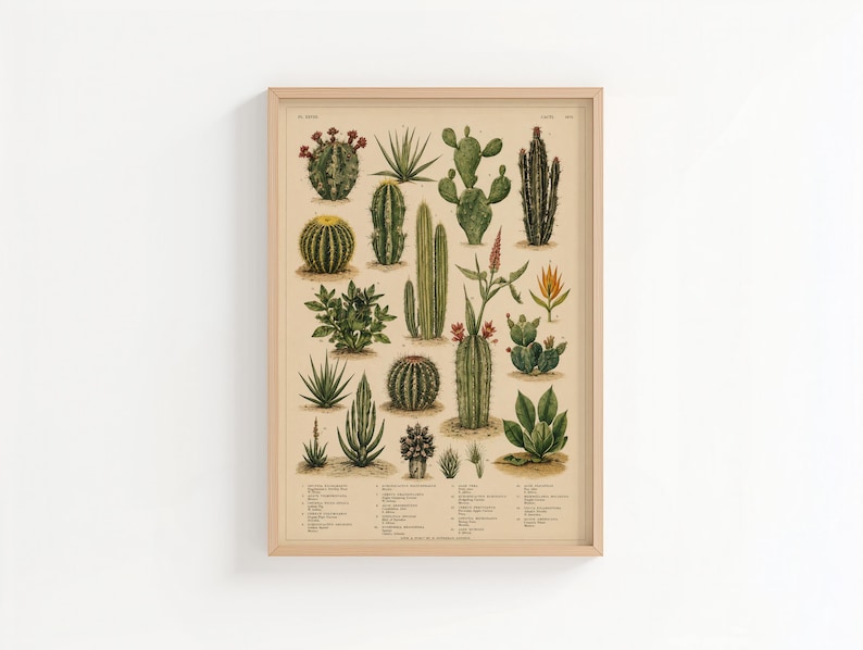Vintage Cactus Chart Poster, Botanical Illustration Wall Art, Desert ...