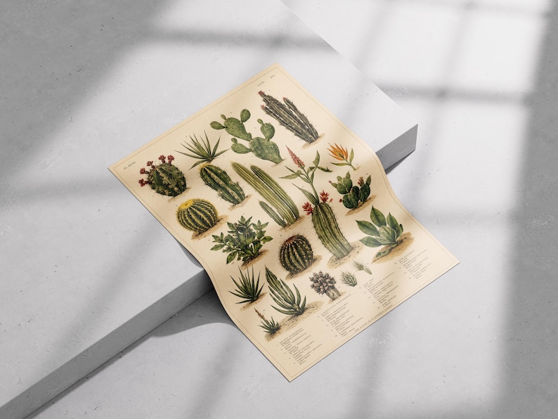 Vintage Cactus Chart Poster, Botanical Illustration Wall Art, Desert ...