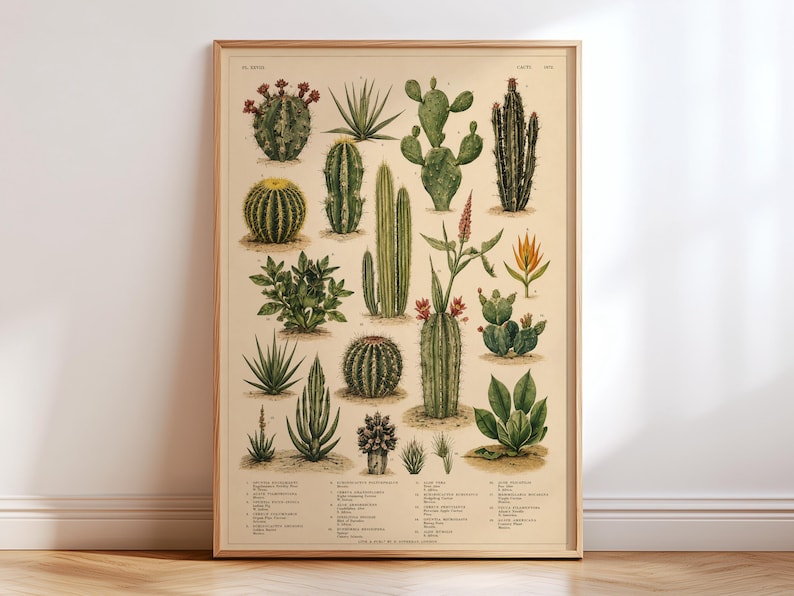 Vintage Cactus Chart Poster, Botanical Illustration Wall Art, Desert ...