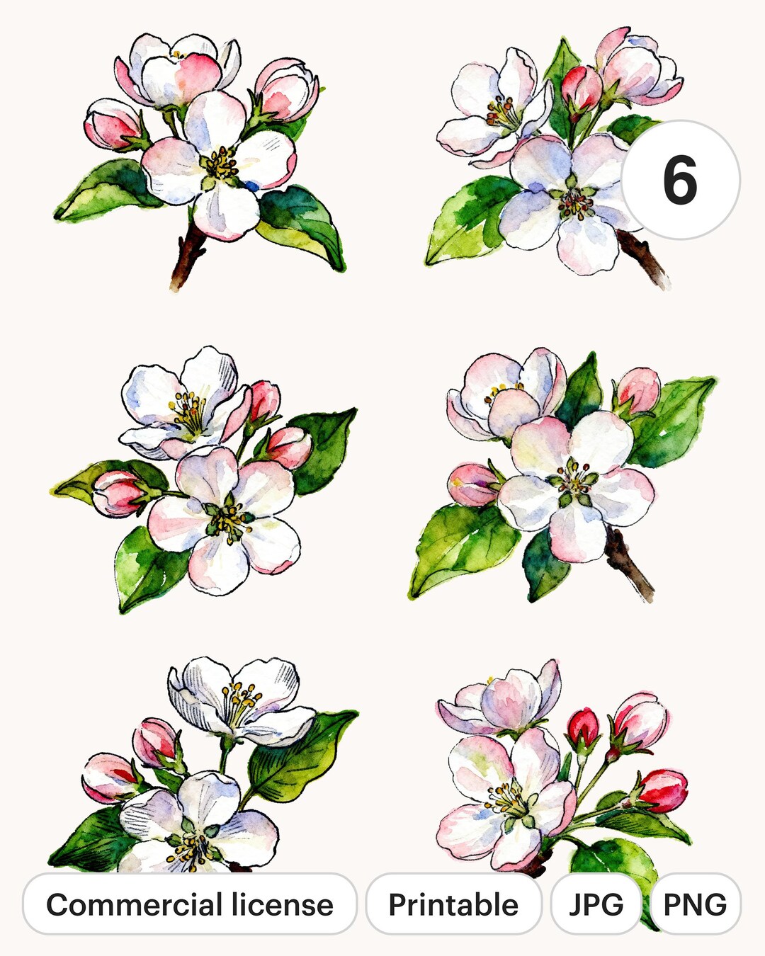 6 Apple Blossoms Clipart Set | Watercolor PNG & JPG | Printable ...