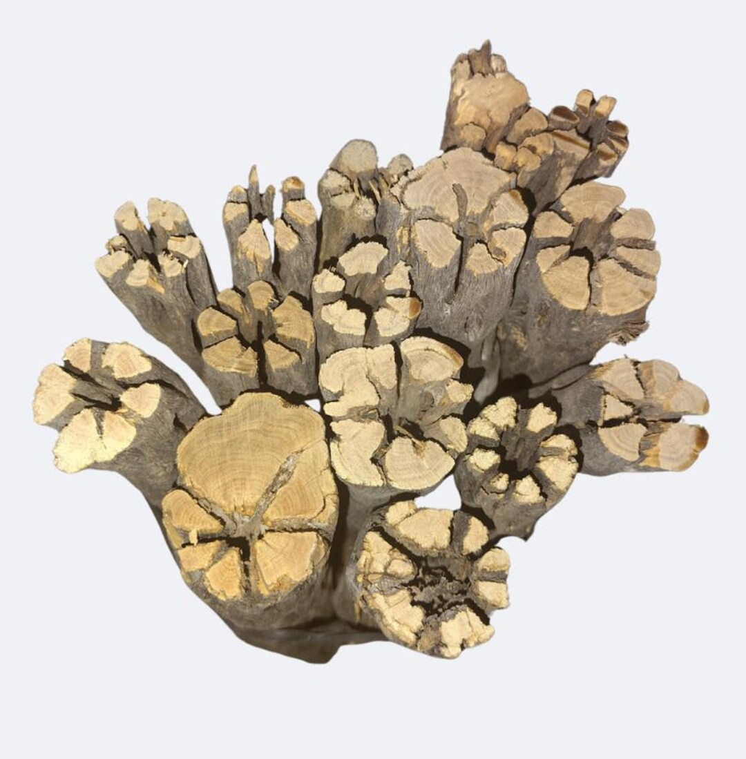 9" Cholla Wood Sticks (15 Ct) | Aquarium Terrarium Decor - Etsy