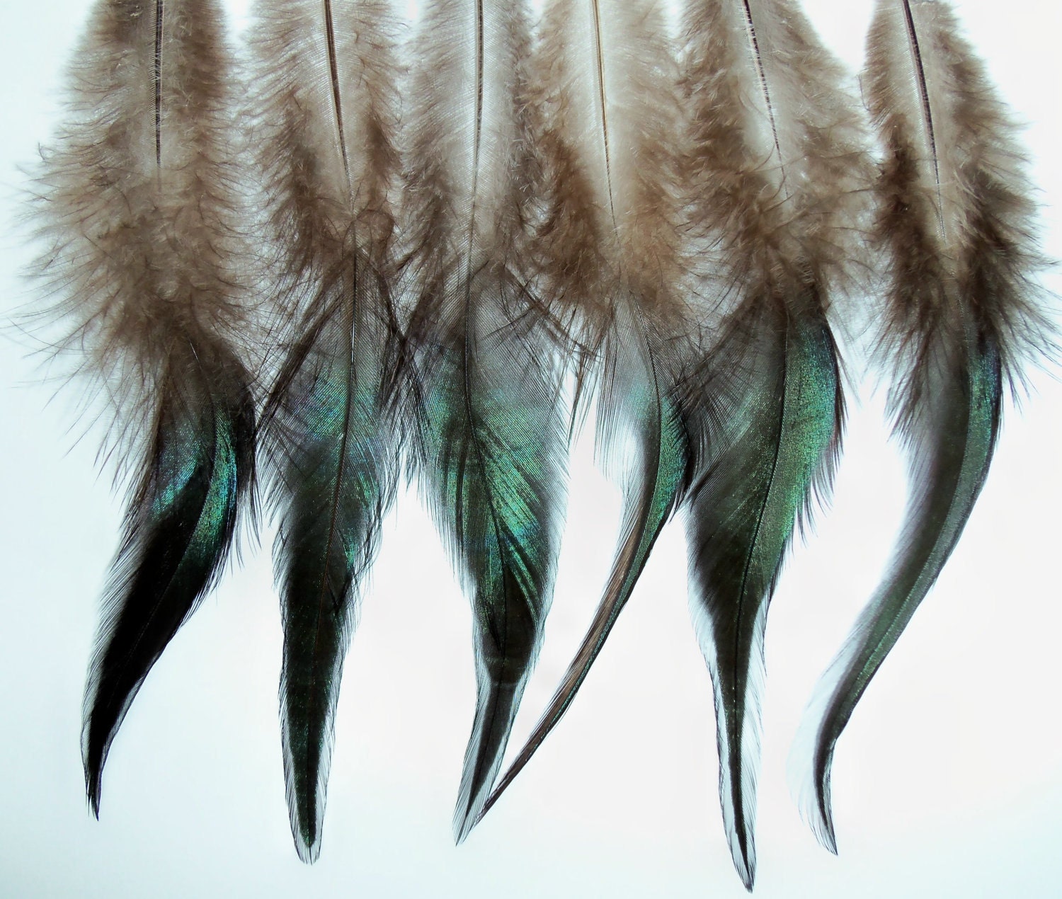 Black Iridescent Rooster Feathers, Natural Hair Extension Feathers ...