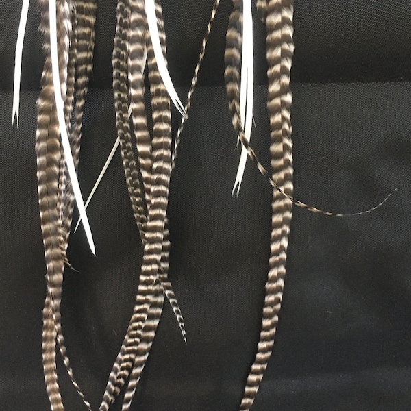 Black Stripe Feather - Etsy