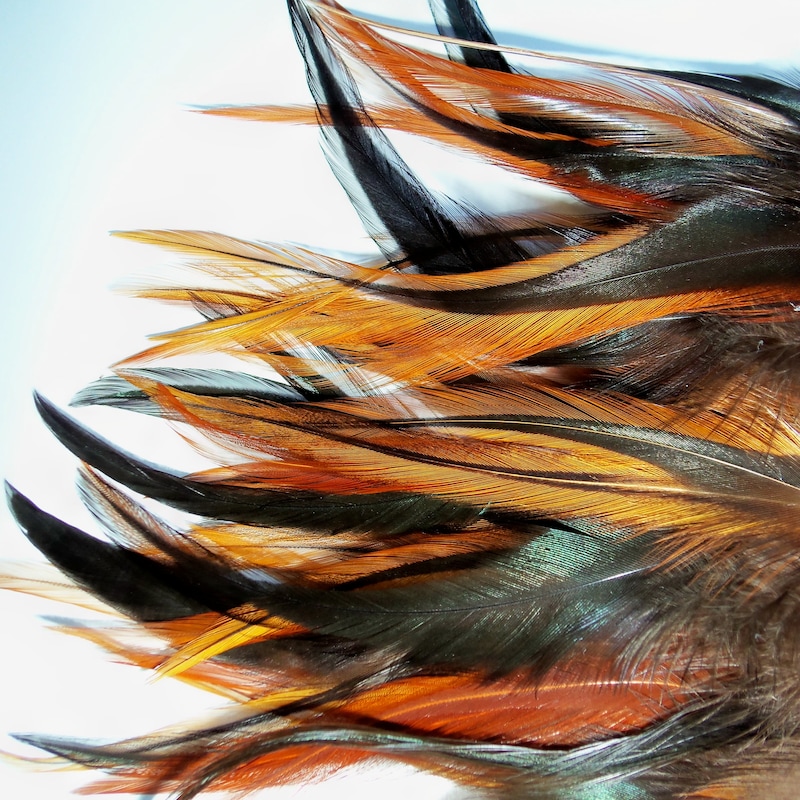 Hackle Rooster Feathers - Etsy