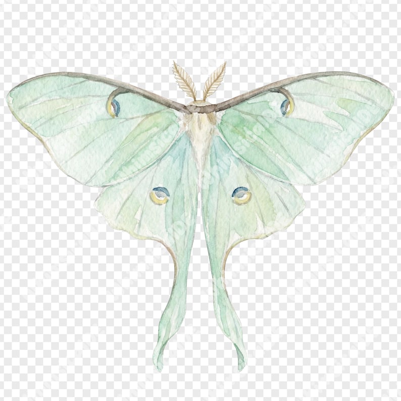 Butterflies & Moths Clipart PNG | Watercolor Monarch Luna Moth ...