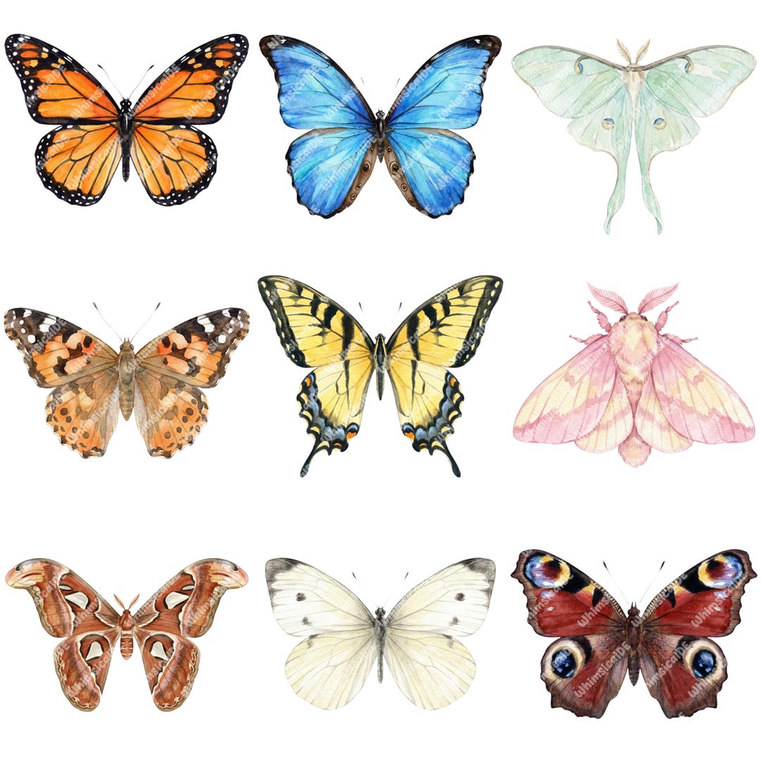 Butterflies & Moths Clipart PNG | Watercolor Monarch Luna Moth ...