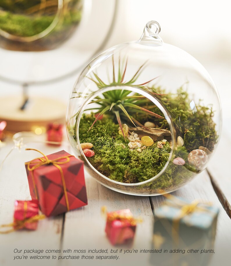 Hanging Glass Terrarium Kit: DIY Moss Garden, Complete Set - Etsy