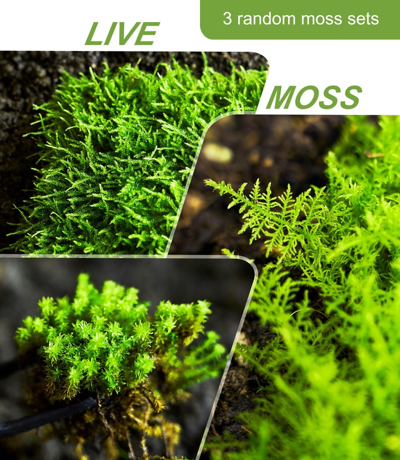 Natural Live Moss Variety Pack – DIY Crafts, Miniature Scenery - Etsy