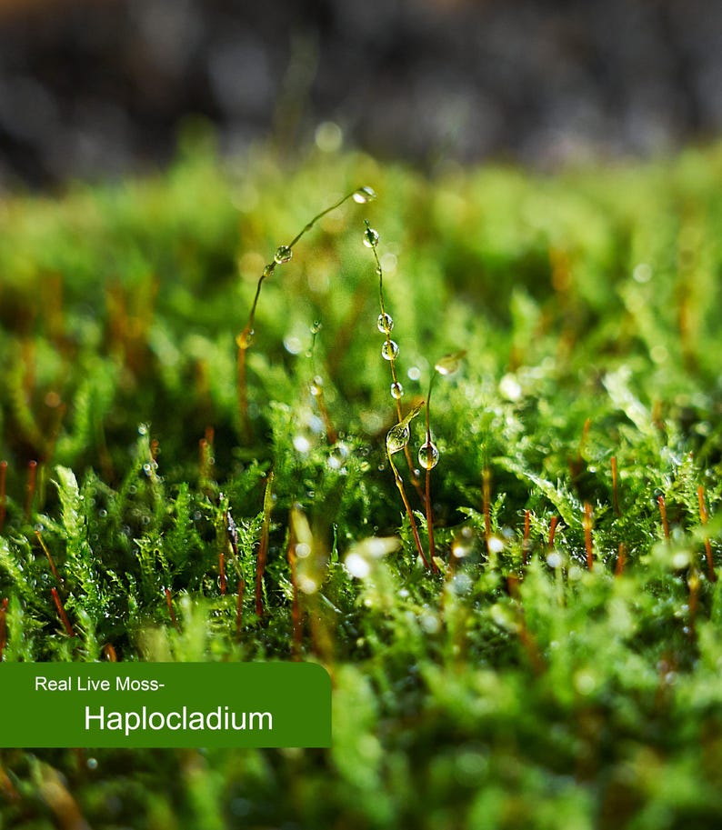 Natural Live Moss Variety Pack – DIY Crafts, Miniature Scenery - Etsy