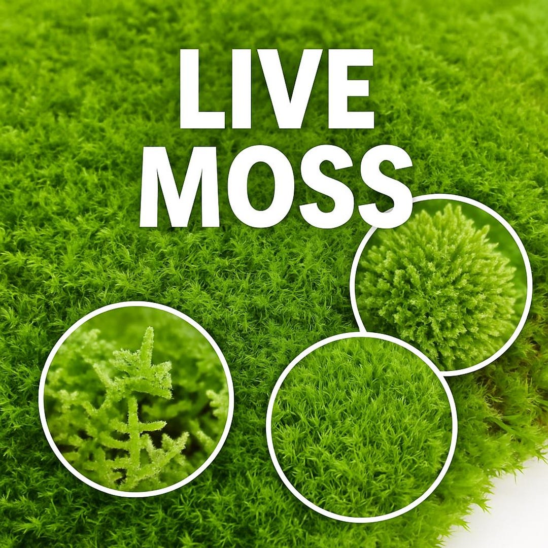 Live Moss Variety Pack – 2/3/4 Pack Options | Pincushion, Hypnum ...