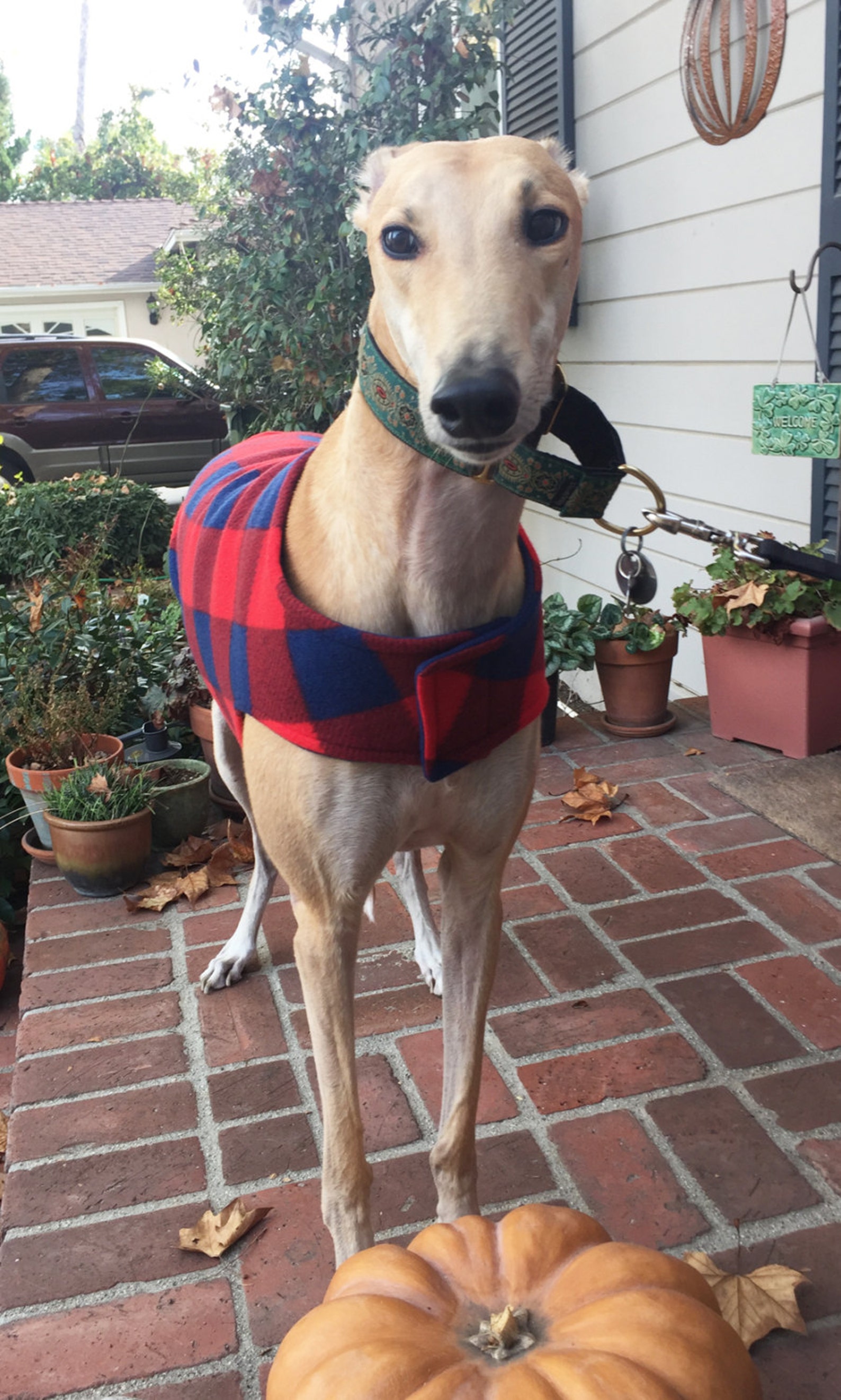 Greyhound Coat Dog Coat, XL Dog Jacket Red and Navy Buffalo Plaid ...