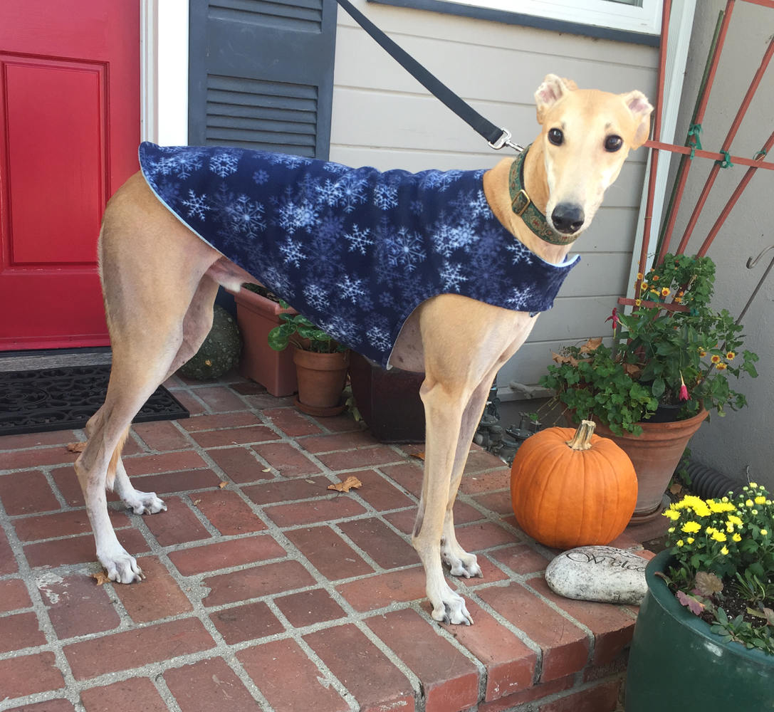 Greyhound Coat Extra Large Dog Coat Big Dog Jacket Navy | Etsy