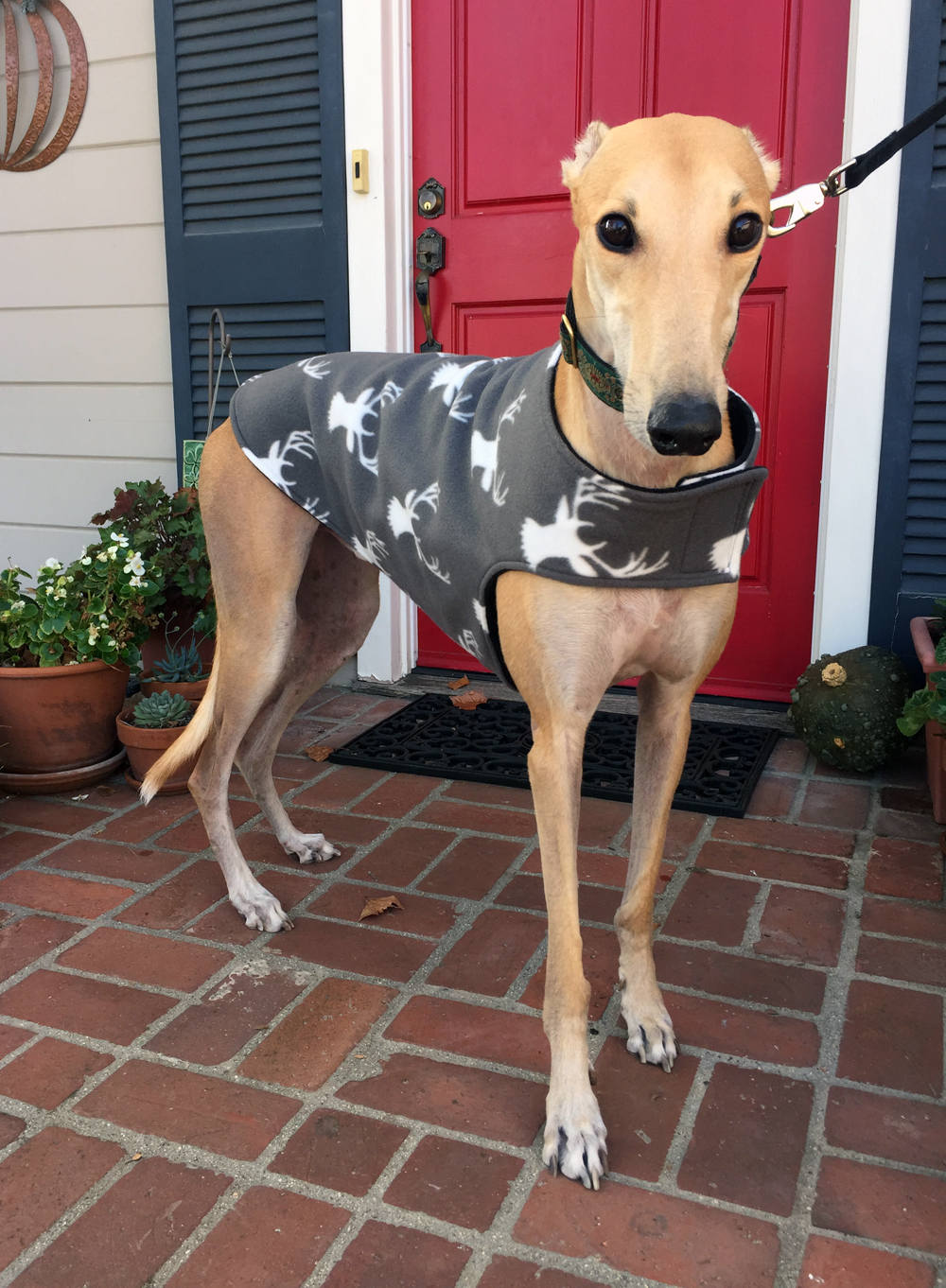 Greyhound Coat | XL Dog Jacket | Big Dog Coat | White Deer Heads on ...