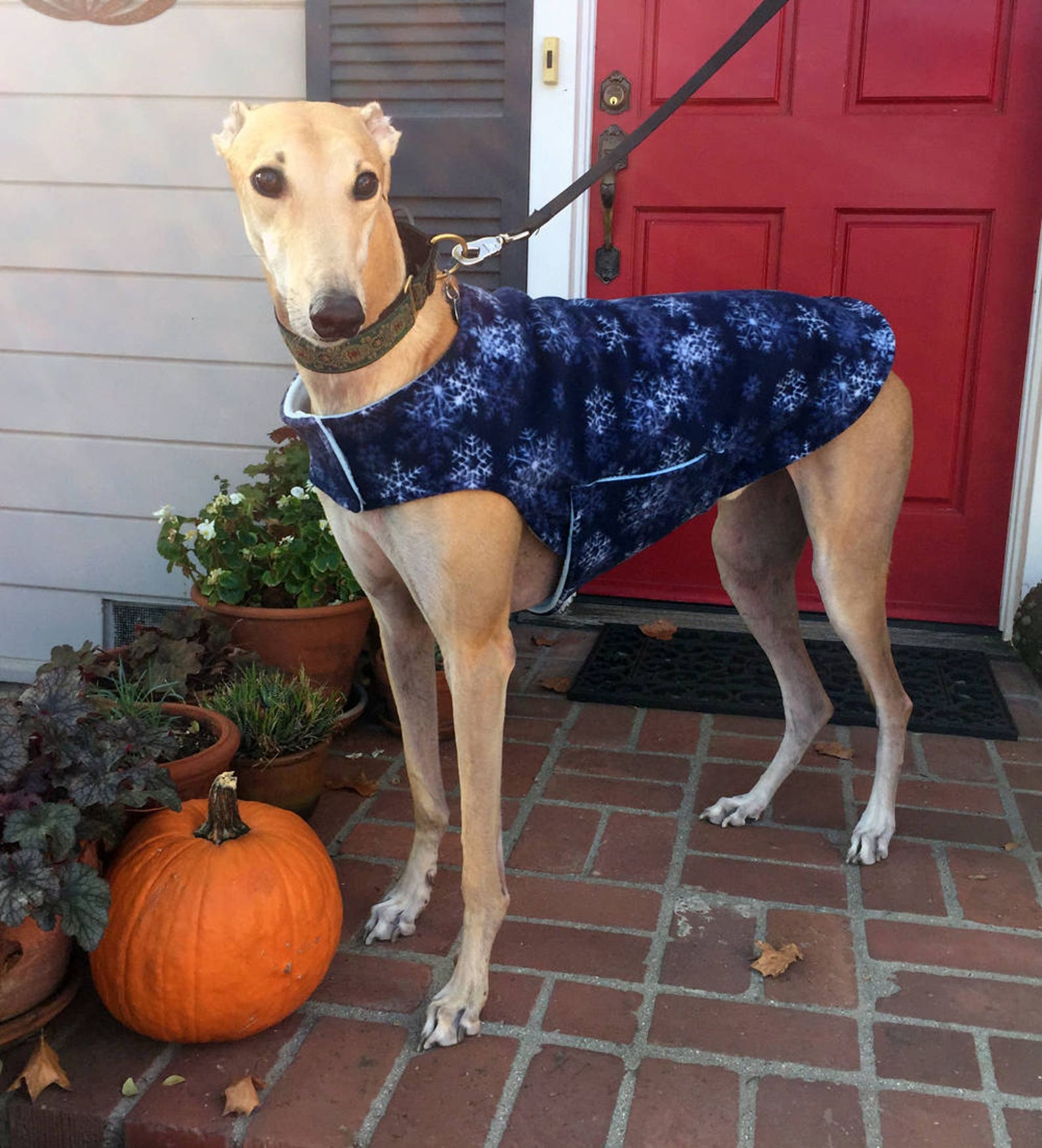 Greyhound Coat Extra Large Dog Coat Big Dog Jacket Navy | Etsy