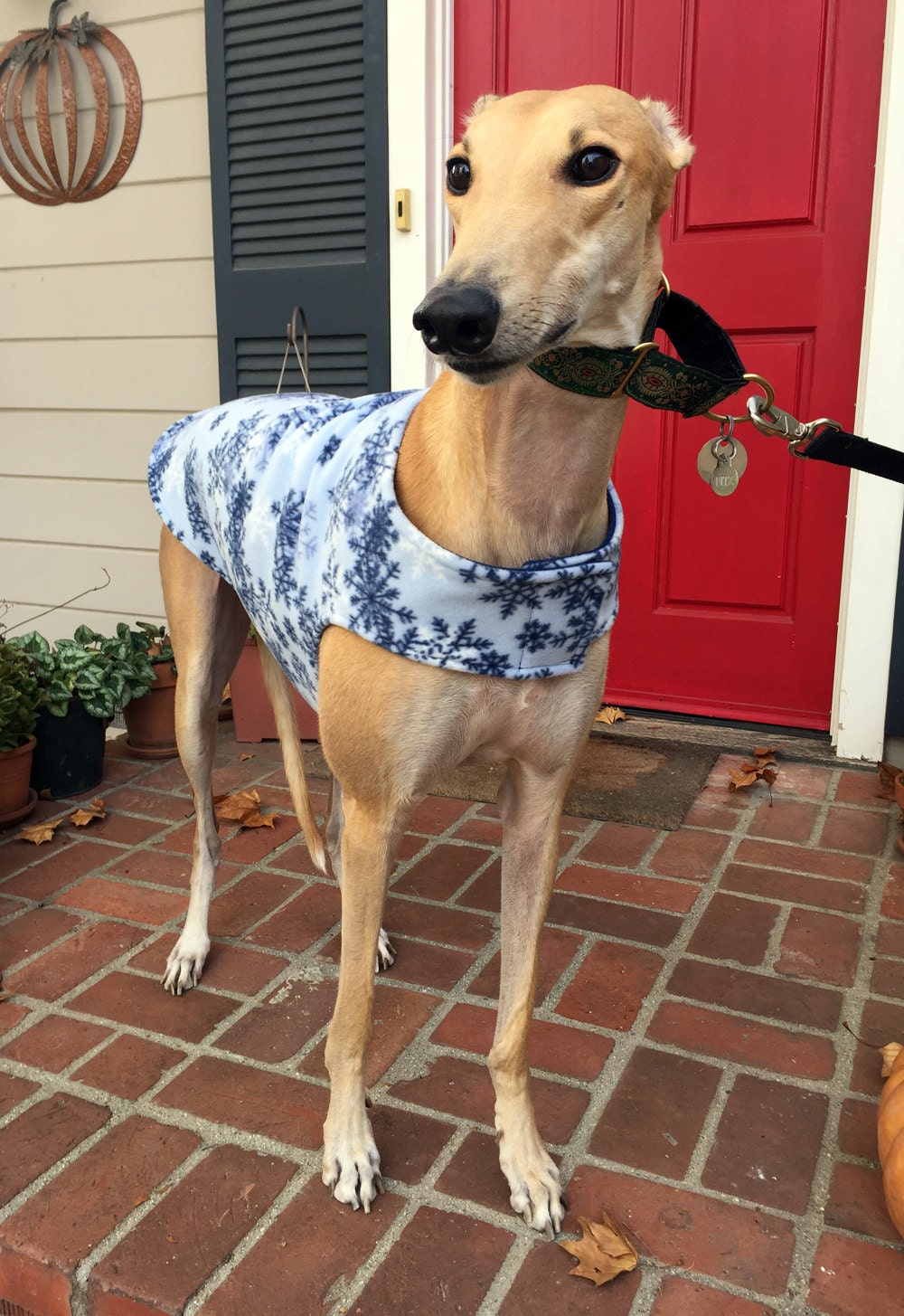 Greyhound Coat XL Dog Coat XL Dog Jacket Baby Blue | Etsy