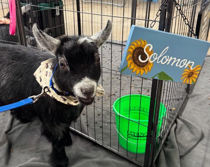 Goat Shed Sign, Goat Barn Sign, Outdoor, Shed, Barn Sign, Show Name ...