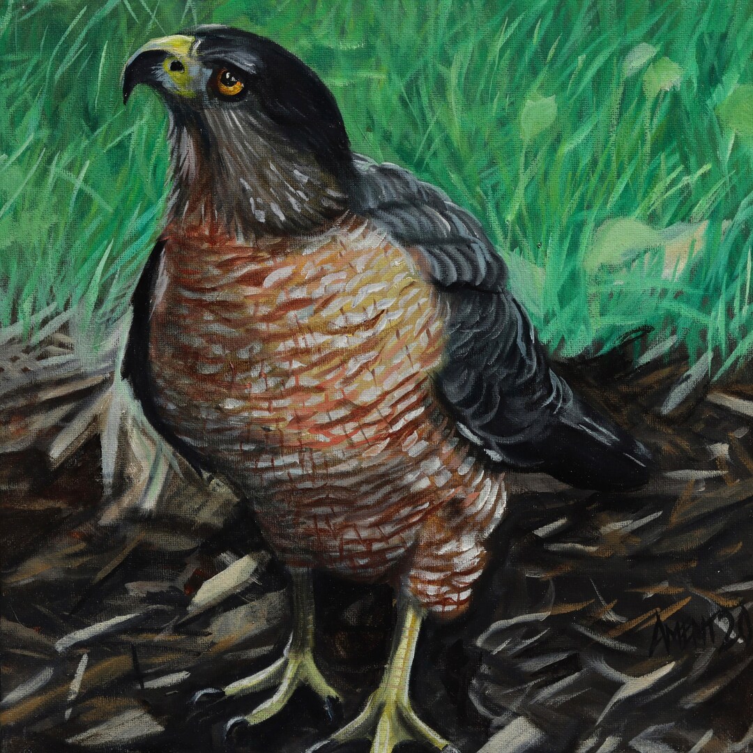 GROUND HAWK - Oil on Canvas Painting - Etsy