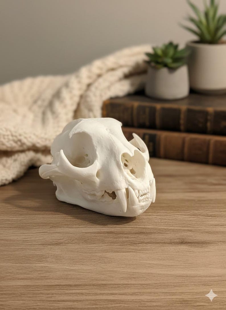 Life-sized Male Mountain Lion (cougar) Skull Replica - Anatomical ...