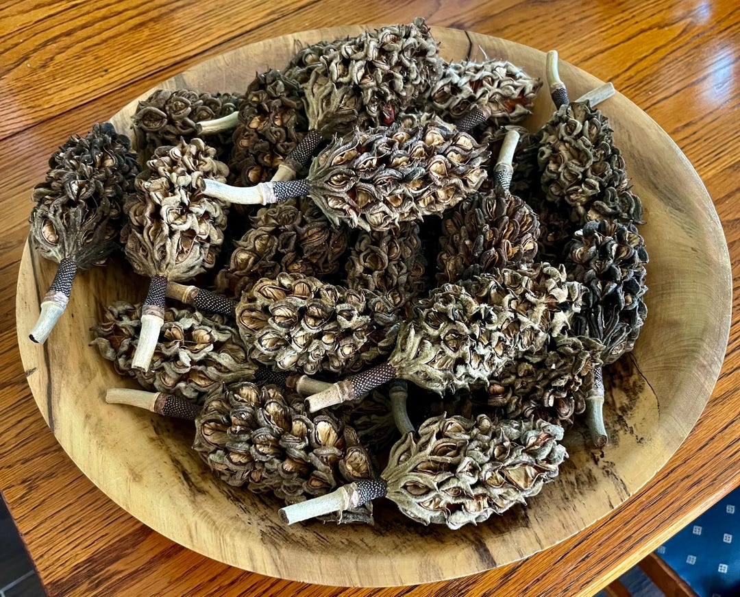 Southern Magnolia Seed Pods Burrs All Natural Decorating - Etsy