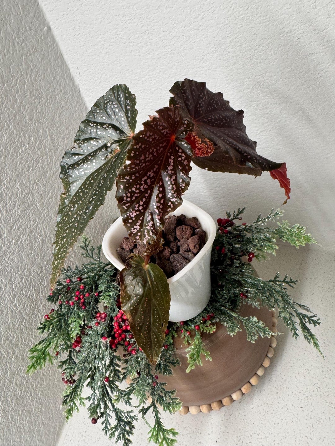 Angel Wing Begonia Plant “benigo” ,easy Houseplant - Etsy