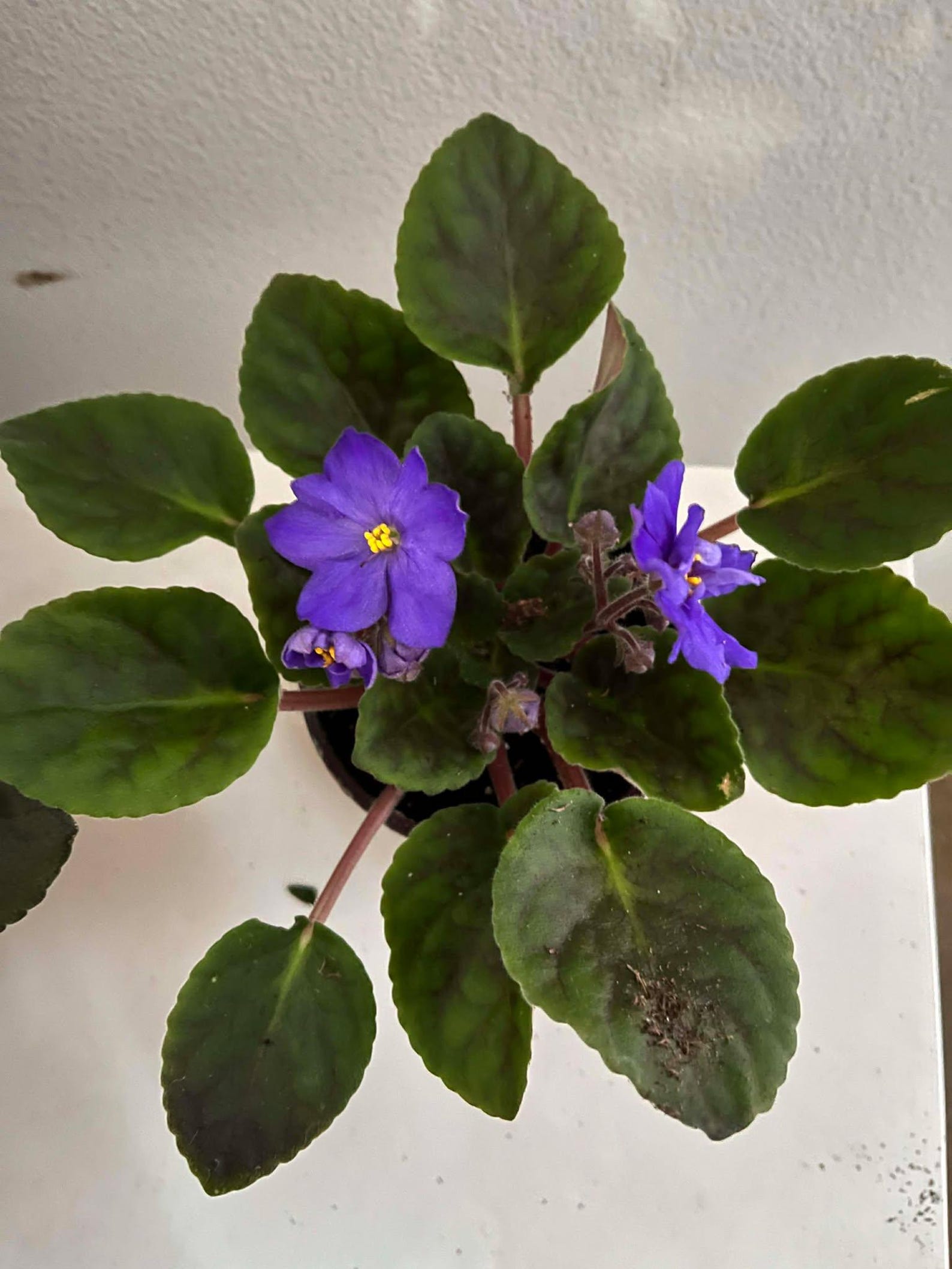 African Violets Live Plants Houseplants, African Violet Flower 4 Inches ...