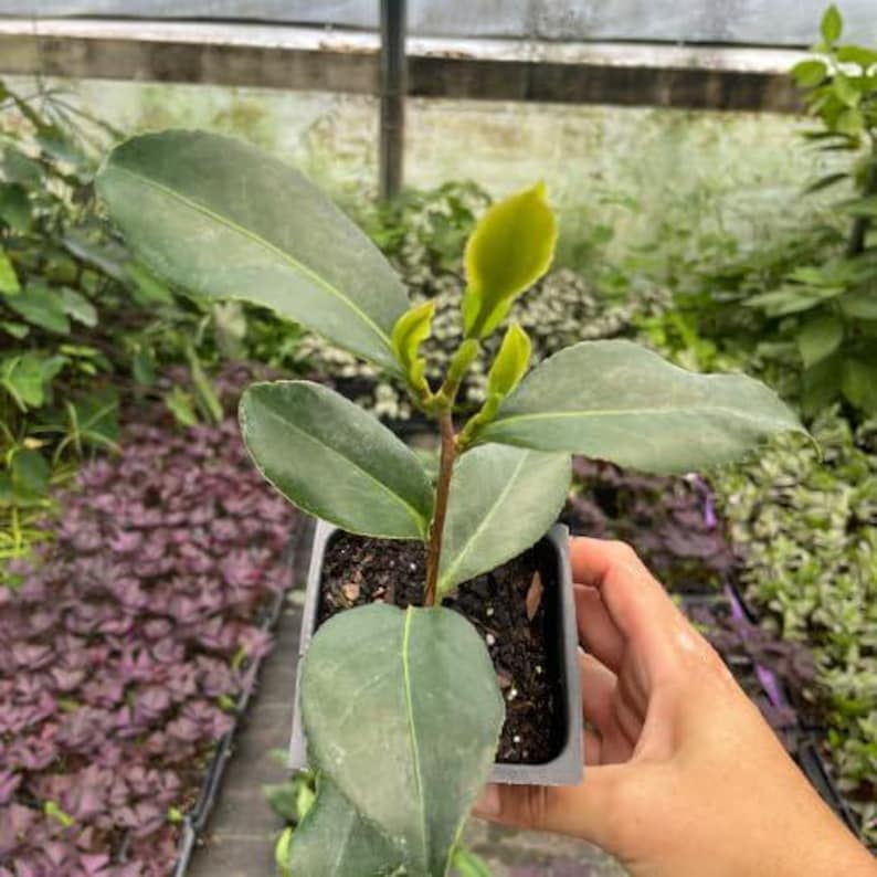 Red Camellia Plants Live, Rare Camellias Tree Live Plant 4" Pot - Etsy