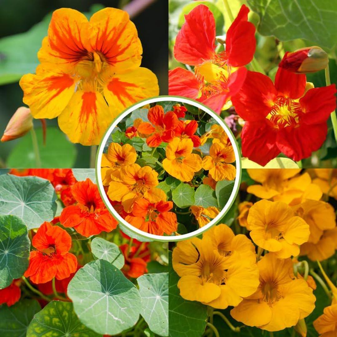 Nasturtium Plants Live 4-6 Inches, 2 Plants per Pot, Live Trailing ...