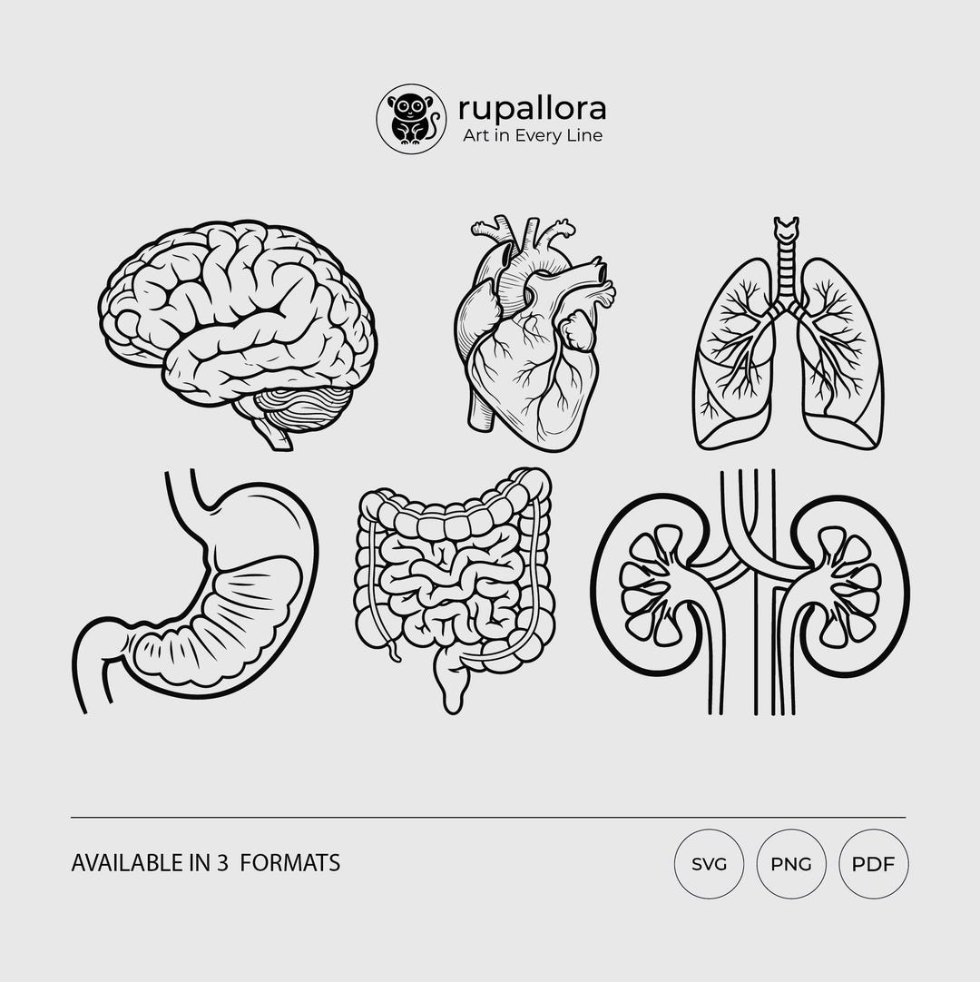 Human Internal Organs SVG Bundle Medical Anatomy Line Art Brain Heart ...