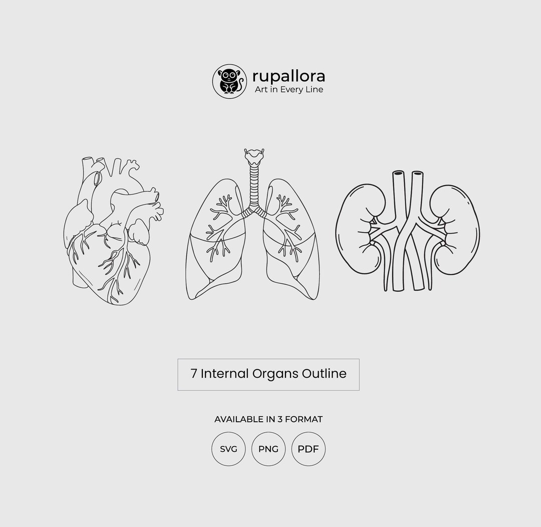 Internal Organs SVG PNG PDF Bundle. Anatomy Clipart Heart Lungs Spine ...