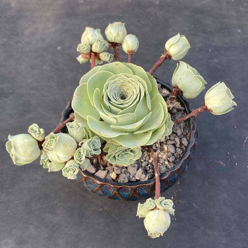 Mountain Rose Succulent - Etsy