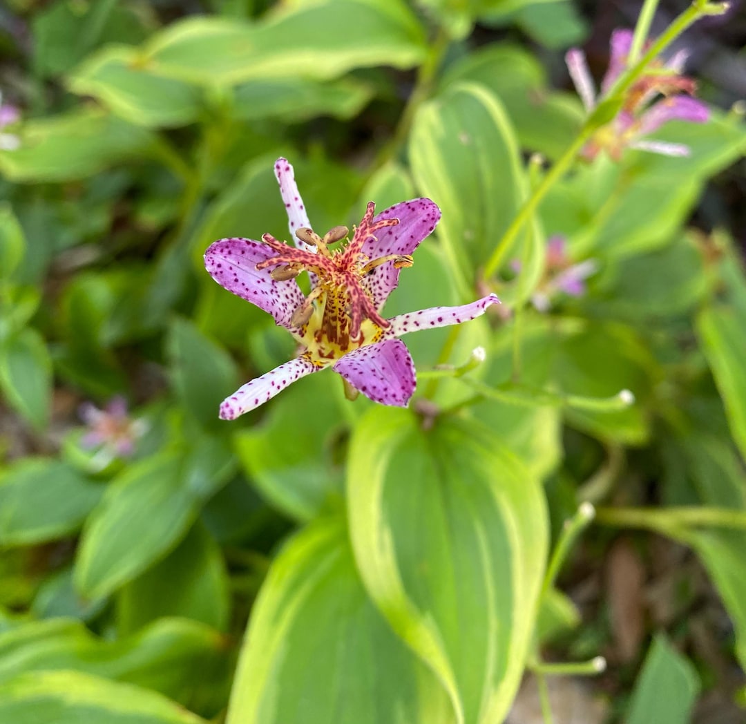 Japanese Toad Lily Variegated Tricyrtis 'sininome' perennial Shade ...