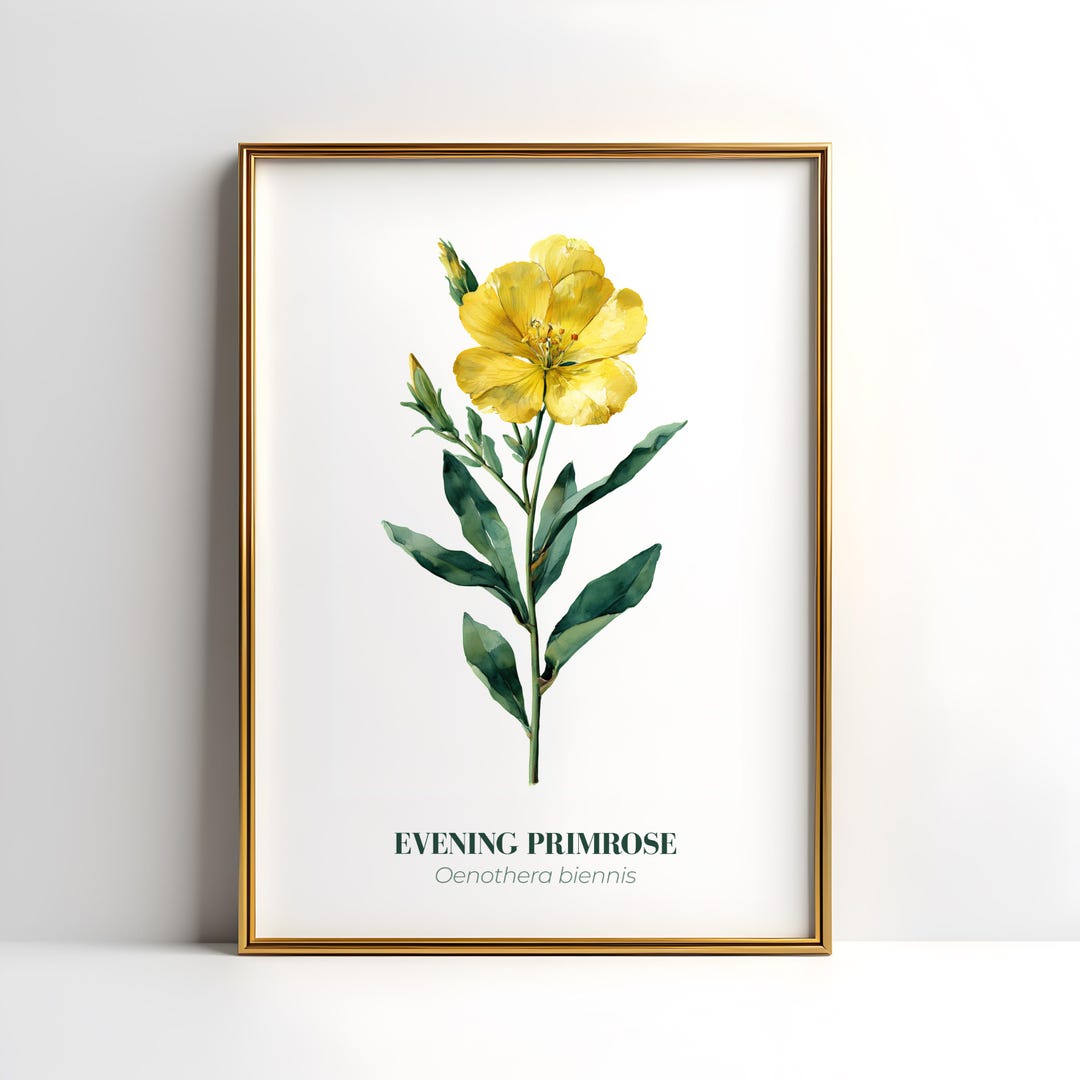 Evening Primrose Print, Botanical Wall Art - Etsy