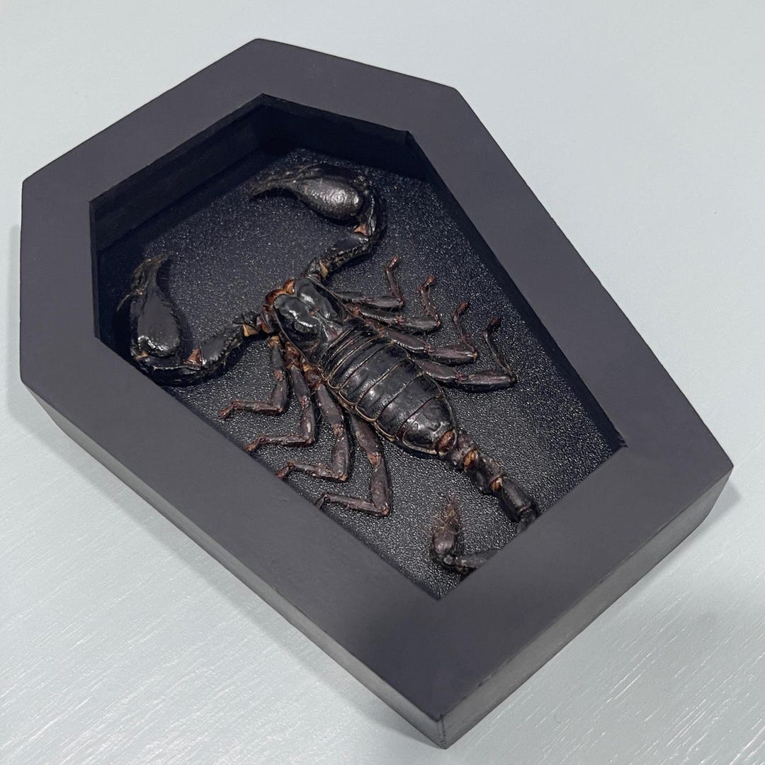 Framed Scorpion Heterometrus Laoticus Taxidermy Insect Entomology ...