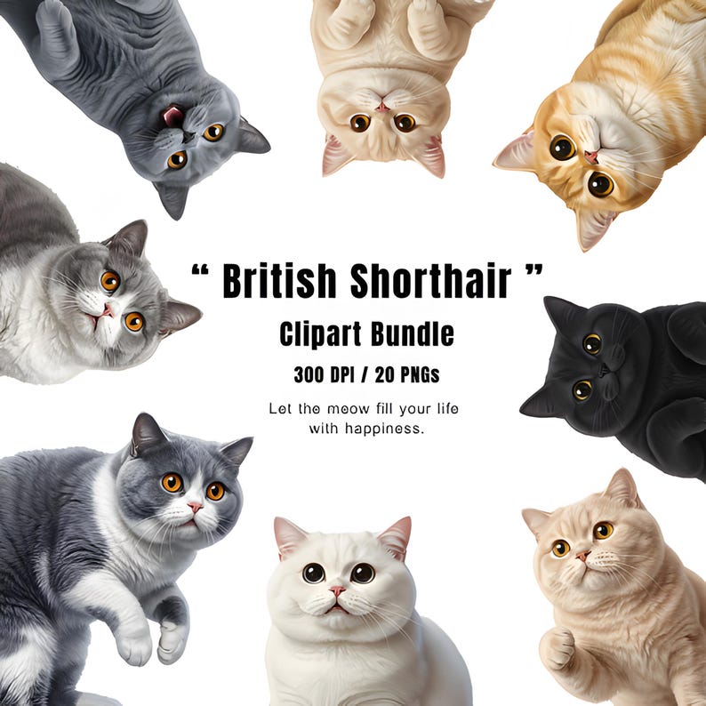 British Shorthair Cat Clipart Bundle - Etsy
