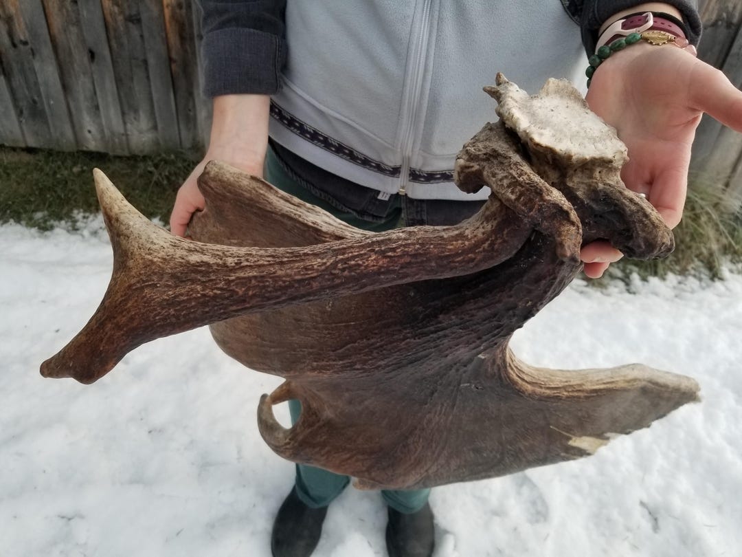 Non Typical Alaskan Moose Shed Antler Crazy Large Naturally Shed Moose ...
