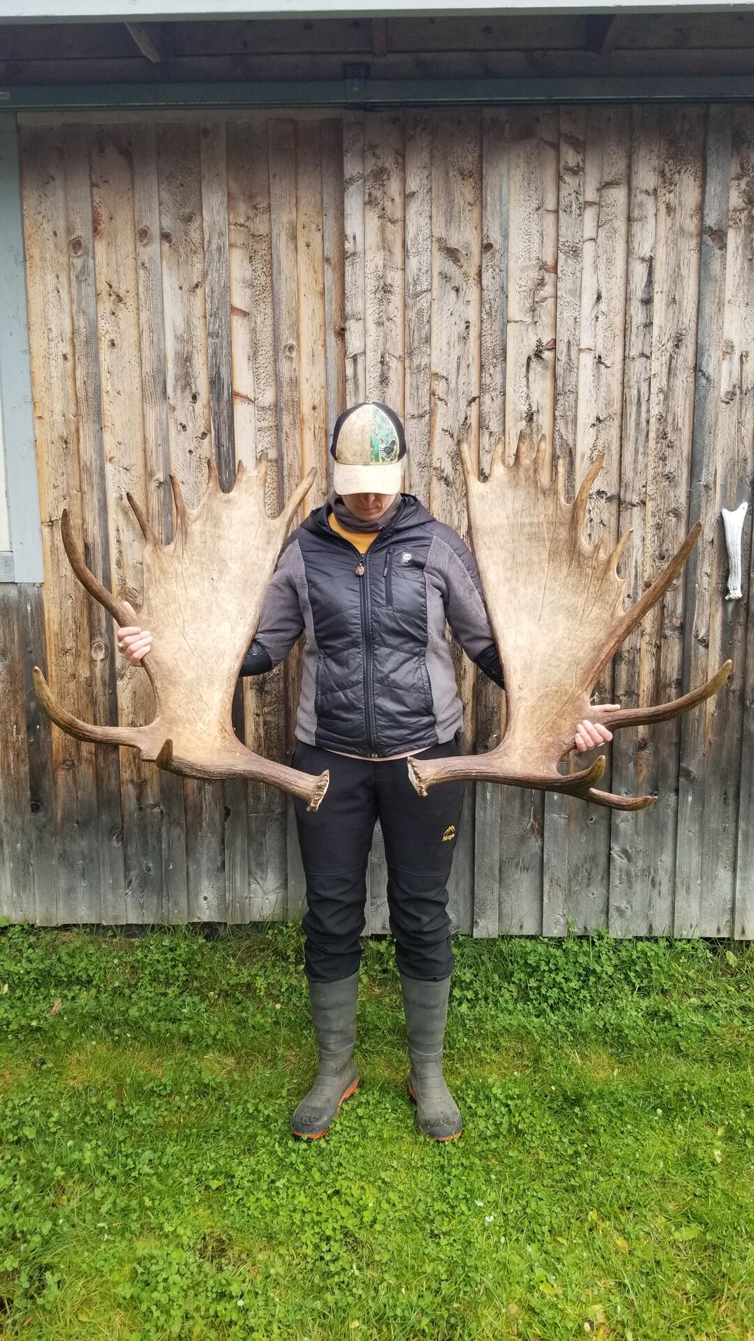 HUGE Alaskan Moose Antlers, Matched Set - Naturally Shed, Grade A - Etsy