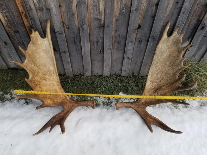 Massive Alaskan Moose Antlers: Grade A Taxidermy, Carving, Wild Shed ...