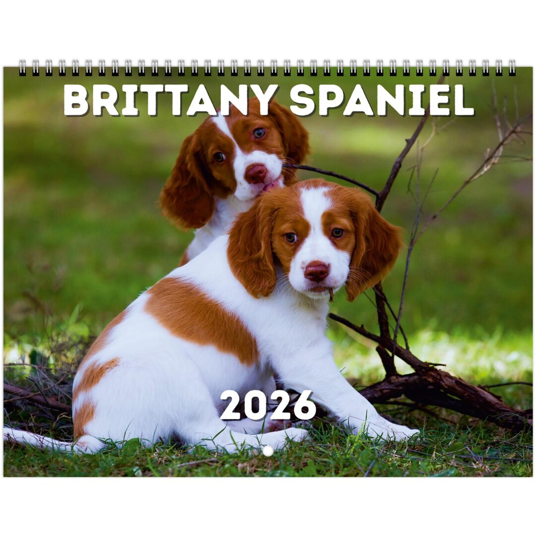 Brittany Spaniel Wall Calendar 2026 - Etsy