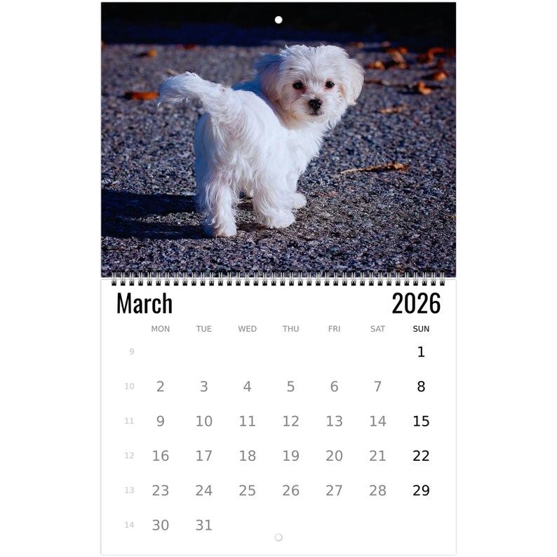 Maltese Wall Calendar 2026 - Etsy Australia