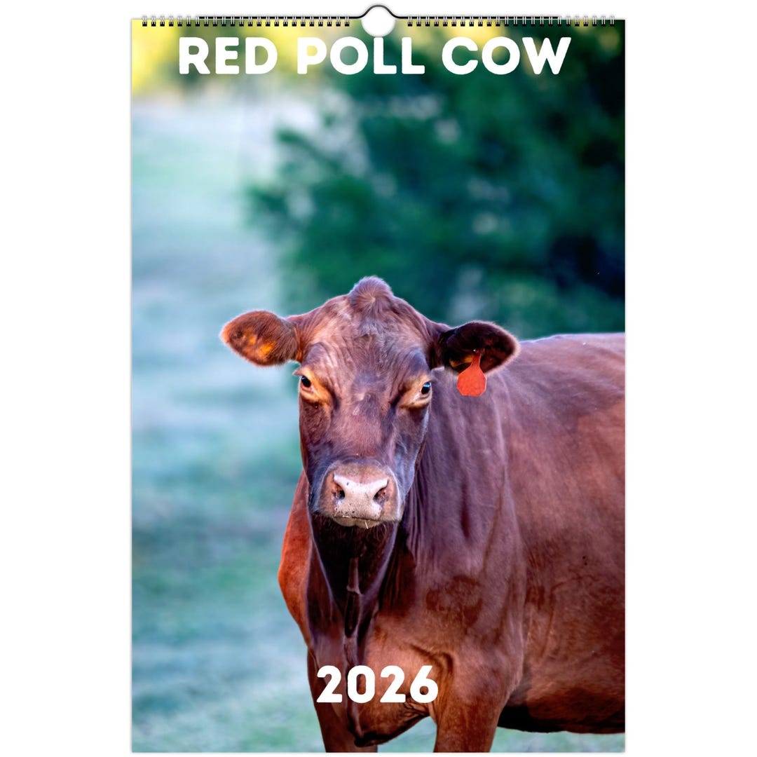 Red Poll Cow Wall Calendar 2026 - Etsy