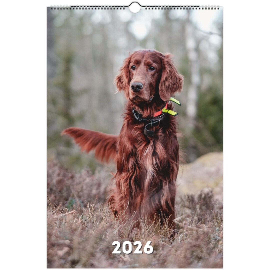 Irish Setter Wall Calendar 2026 - Etsy UK