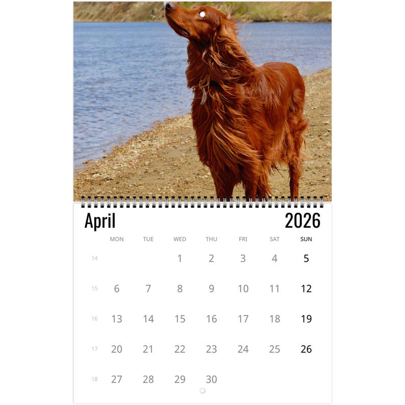 Irish Setter Wall Calendar 2026 - Etsy